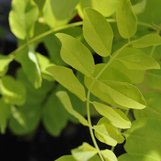 Robinia pseudoacacia 'Frisia' | 'Frisia' Black Locust | Golden Locust ...