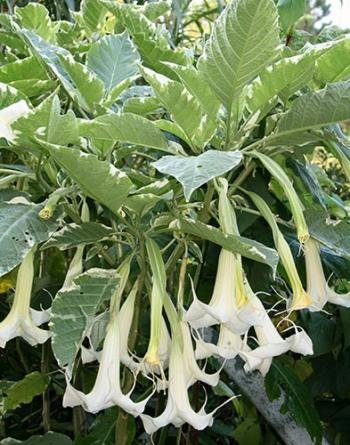 Brugmansia 'Sunset' | Sunset Variegated Angel's Trumpet| plant lust