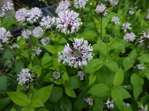 Marshallia trinervia | Broadleaf Barbara's Buttons | plant lust