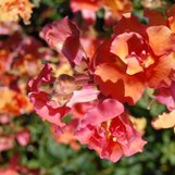 Antirrhinum majus 'Double Azalea Apricot' | Antirrhinum 'Double Azalea ...