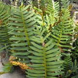 Polypodium guttatum | Mexican Polypody Fern | plant lust