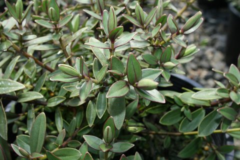 Hebe 'First Light' | plant lust