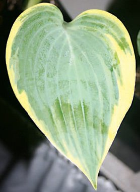 Hosta 'Blue Flame' | Blue Flame Hosta [Naylor Creek 04] | plant lust