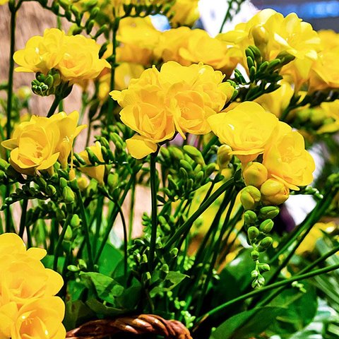 Freesia [Double Yellow Grower's Blend] | Freesia 'Double Yellow Grower ...