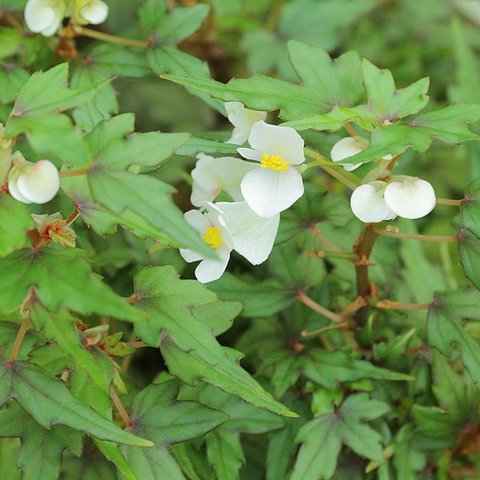 Begonia dregei | Begonia 'Partita' | Begonia partita | Begonia ...