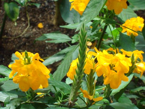 Crossandra infundibuliformis | Crossandra undulaefolia | Firecracker ...