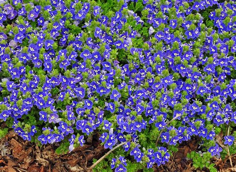 Veronica 'Tidal Pool' PP23341 | Tidal Pool Speedwell | plant lust