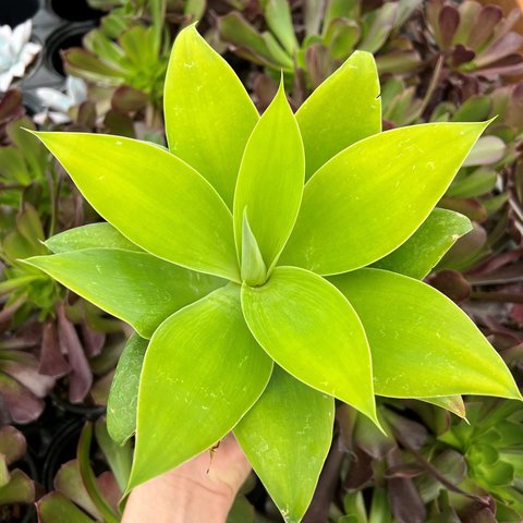 Agave attenuata 'Raea's Gold' | Golden Fox Tail Agave | plant lust