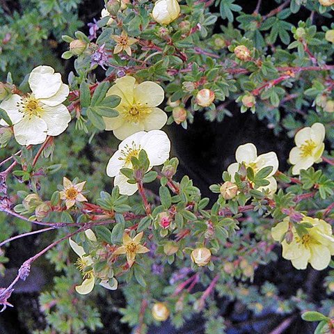 Dasiphora fruticosa 'Sundance' | Potentilla fruticosa 'Sundance ...