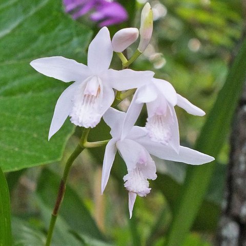Bletilla striata 'Alba' | Bletilla hyacinthina 'Alba' | Bletilla ...