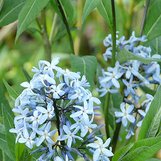 Amsonia tabernaemontana | Eastern Blue Star | plant lust
