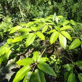 Schefflera delavayi | Hardy Schefflera | plant lust