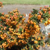 Berberis x stenophylla 'Corallina Compacta' | Berberis stenophylla ...
