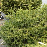 Picea orientalis 'Ferny Creek Prostrate' | Ferny Creek Prostrate ...