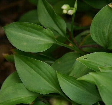 Hosta 'Rock Princess' | plant lust