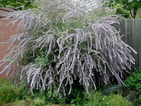Buddleja alternifolia 'Argentea' | Buddleia alternifolia 'Argentea ...