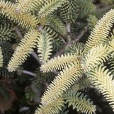Abies pinsapo 'Aurea' | Golden Spanish Fir | plant lust