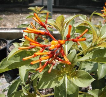 Hamelia from multiple nurseries on Plant Lust