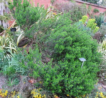 Baccharis from multiple nurseries on Plant Lust