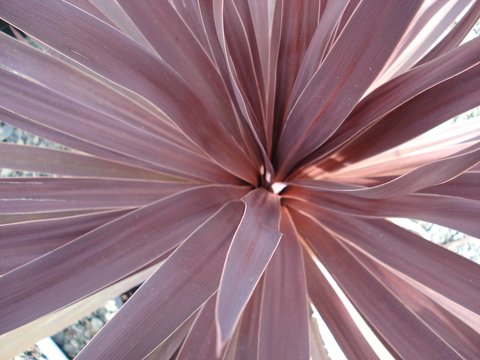 Cordyline australis 'Red Star' | Red Star Cabbage Palm | plant lust