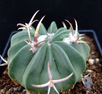 Stenocactus from multiple nurseries on Plant Lust