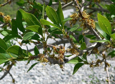 Forestiera pubescens | Forestiera pubescens var. pubescens | Desert ...