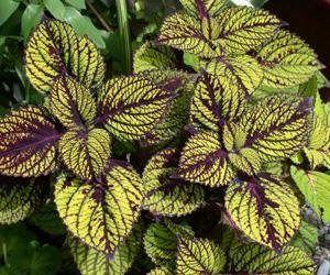 Coleus scutellarioides 'Fishnet Stockings' | Coleus 'Fishnet Stockings ...