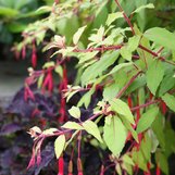 Fuchsia magellanica 'Aurea' | Fuchsia magellanica var. 'Gracilis Aurea ...