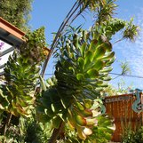 Aeonium 'Cyclops' | Giant Red Aeonium | plant lust