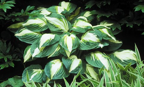 Hosta 'Vulcan' | | plant lust