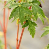 Acer palmatum 'Bihou' | Acer palmatum 'Bihoo' | Bihou Coral Yellow Bark ...