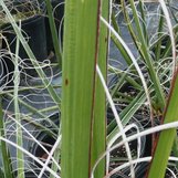Hesperaloe funifera | Yucca funifera | Giant Hesperaloe | New Mexico ...