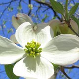 Cornus 'Celestial Shadow' | Celestial Shadow Dogwood | plant lust