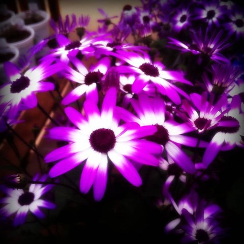 Pericallis x hybrida Senetti Series | Pericallis 'Senetti' | Pericallis ...