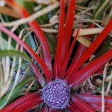 Fascicularia bicolor subsp. caniculata | Fascicularia bicolor | plant lust