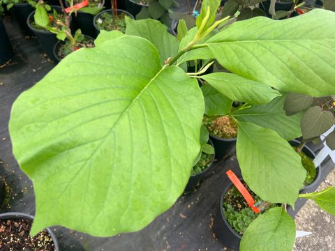 Magnolia 'Lorie's Fire' | | plant lust