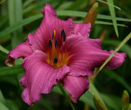 Hemerocallis 'Summer Wine' | Summer Wine Daylily | plant lust