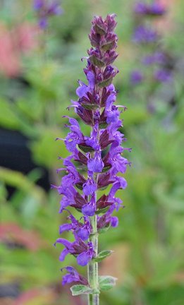 Salvia x superba 'Merleau' | Salvia nemorosa 'Merleau Blue' | Salvia ...