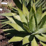 Agave xylonacantha | Agave xylocantha | Green Striped Agave | Saw Leaf ...
