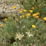 Manfreda maculosa | Agave maculosa | Agave strictata | Spice Lily ...