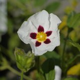 Cistus 'Snow Fire' | Cistus 'Snowfire' | Snow Fire Rock Rose | Snowfire ...