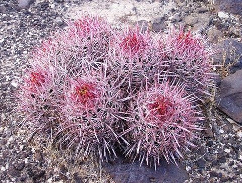 Echinocactus polycephalus | Echinocactus xeranthemoides | Biznaga De ...