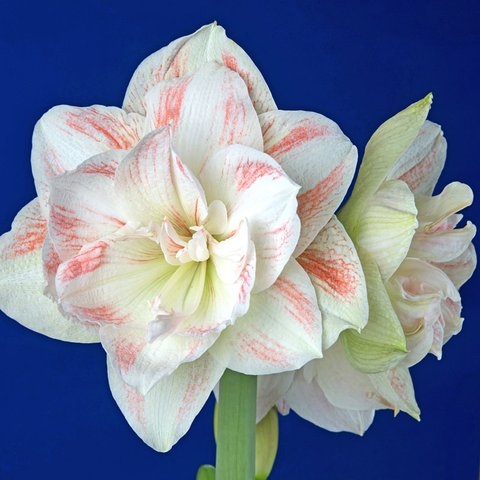 Hippeastrum 'Nymph' | Hippeastrum Nymph® | Nymph Amaryllis | Nymph ...