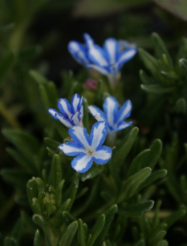 Lithodora diffusa 'White Star' | plant lust