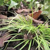 Acorus gramineus 'Minimus Aureus' | Acorus gramineus 'Pusillus Aurea ...