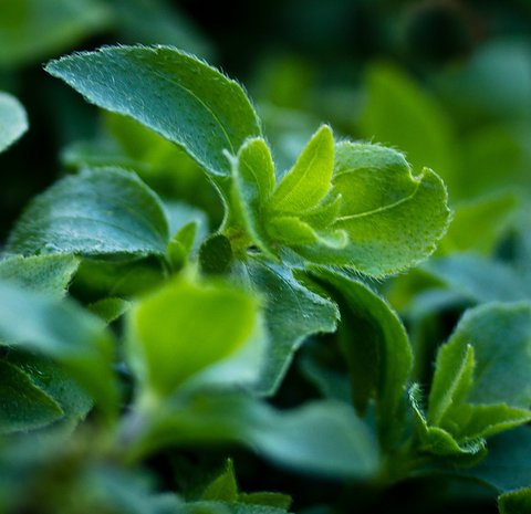 Whipplea modesta | Modesty | plant lust