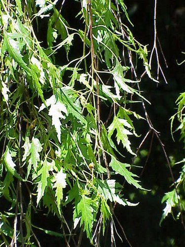 Betula pendula 'Laciniata' | Betula pendula 'Cutleaf' | Cutleaf ...