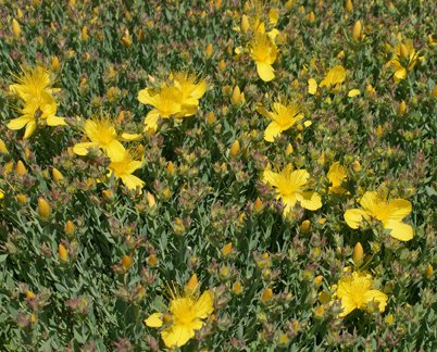 Hypericum reptans | Creeping St. John's Wort | plant lust