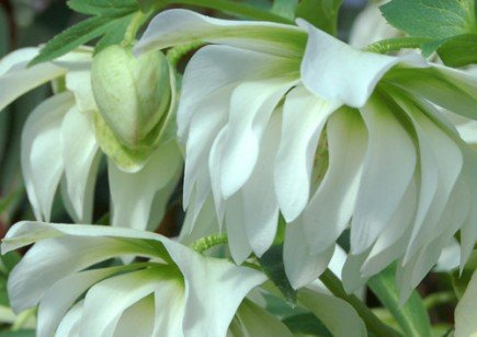 Helleborus x hybridus 'Sparkling Diamond' (Winter Jewels series ...