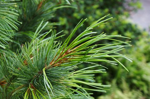 Pinus cembra | Arolla Pine | Swiss Stone Pine | plant lust